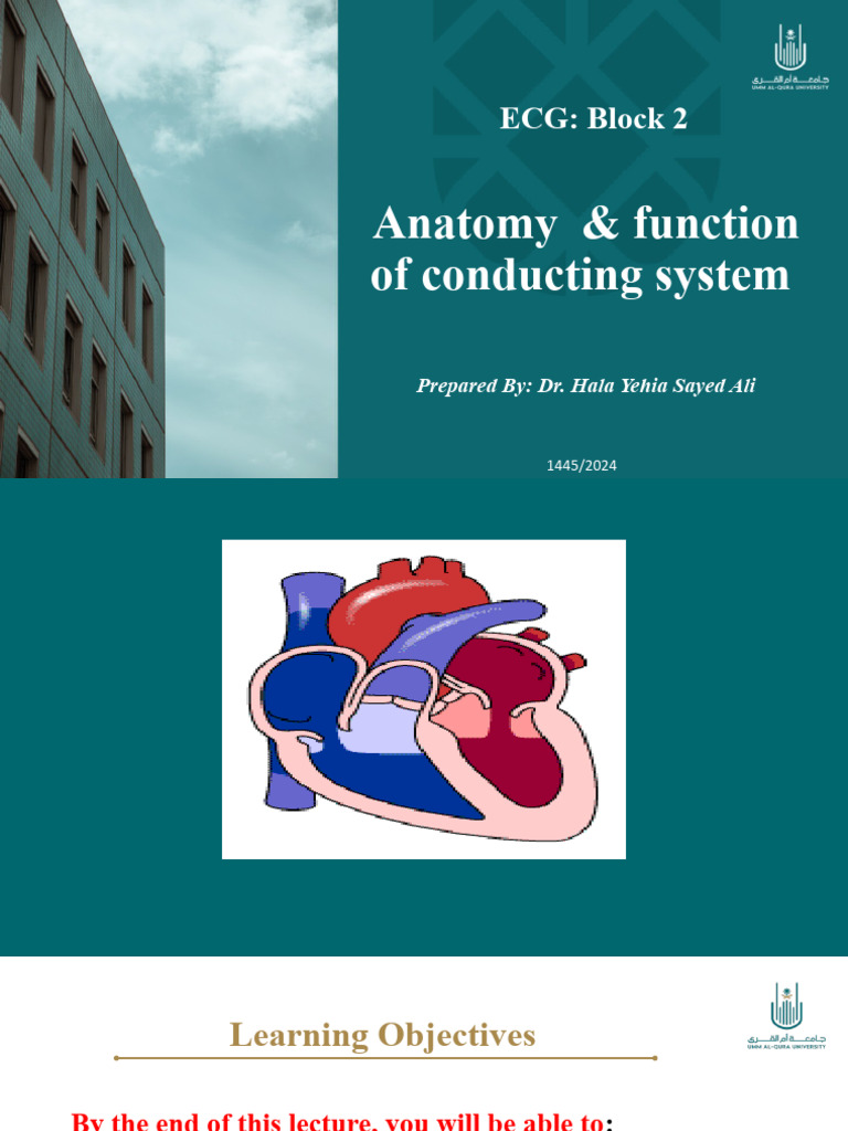 Anatomy & Function of Conducting System | PDF | Heart | Atrium (Heart)