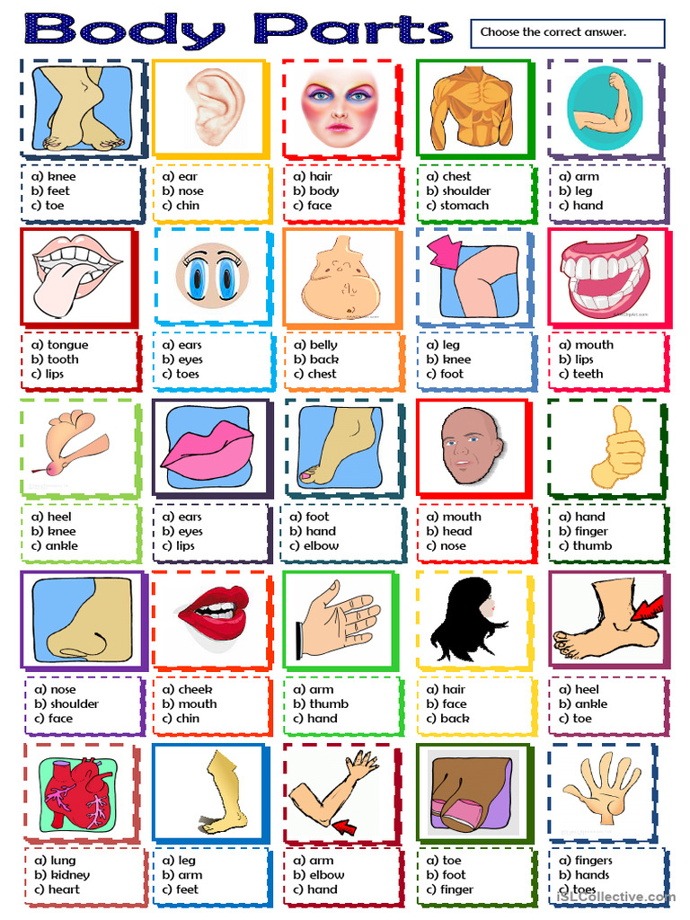 Body Parts | PDF
