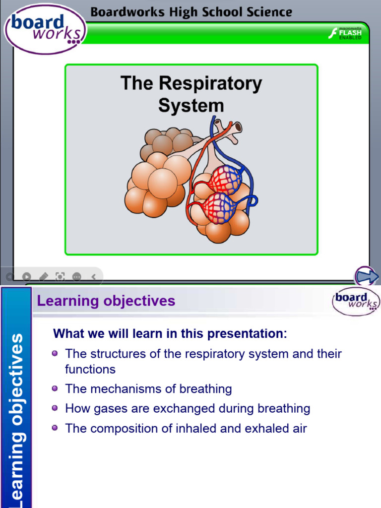 Biology VII Respiratory-System | PDF | Breathing | Respiratory System