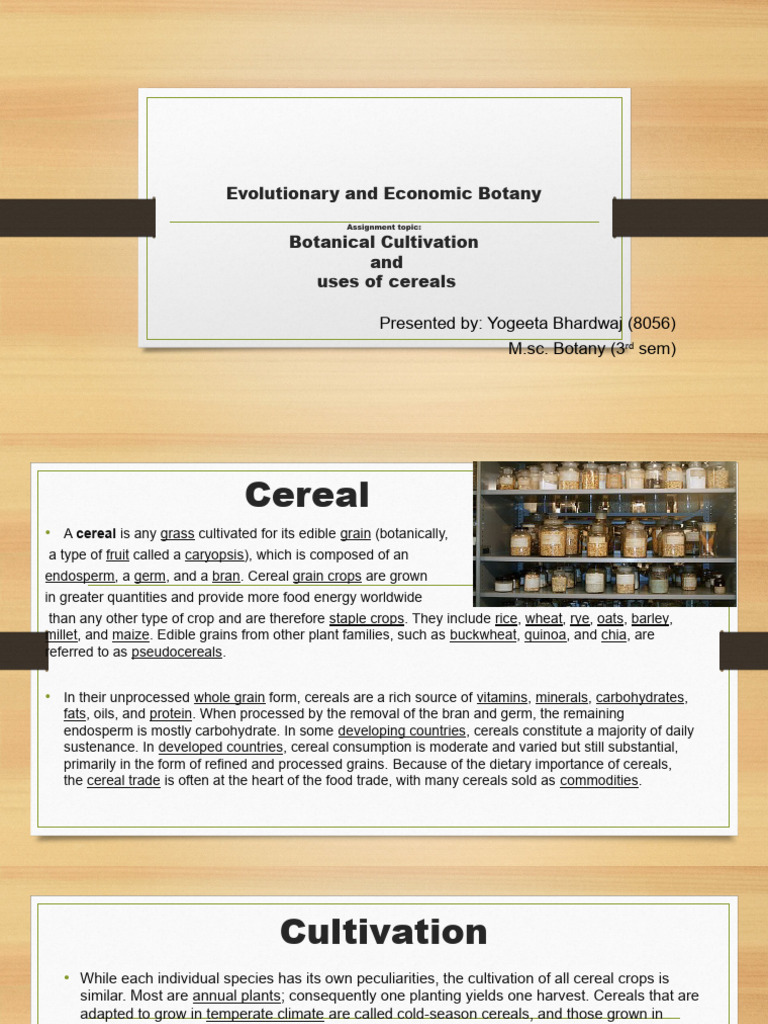 Cultivation and Uses of Cereals | PDF | Cereals | Rice