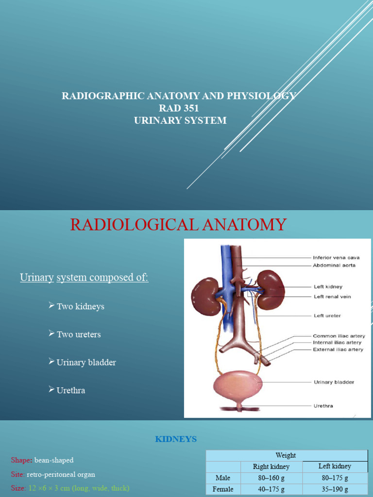 Lect 4 Urinary System | PDF | Kidney | Organ (Anatomy)