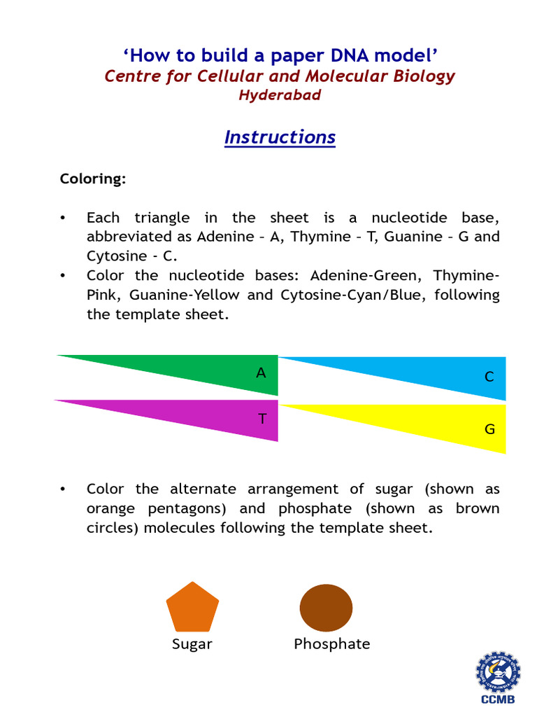 Build a Paper DNA Model Guide | PDF | Base Pair | Dna Replication