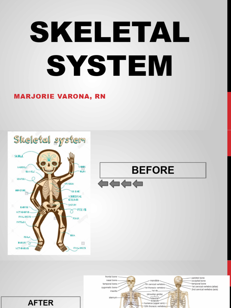 Skeletal System | PDF