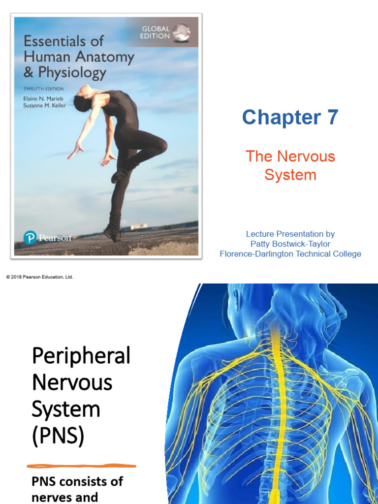 Peripheral Nervous System | PDF | Autonomic Nervous System | Spinal Cord