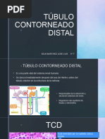 Función del túbulo contorneado distal | PDF | Riñón | Biología Celular