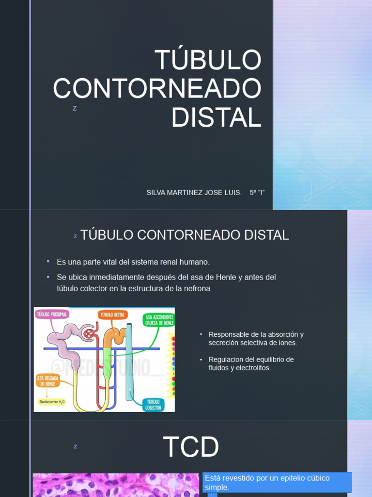 Túbulo Contorneado Distal: Silva Martinez Jose Luis. 5º "I" | PDF | Química