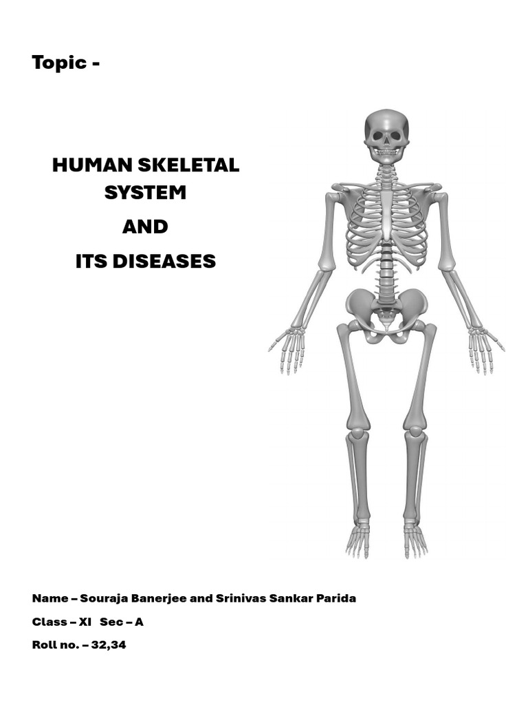 Skeletal System | PDF | Vertebra | Vertebral Column