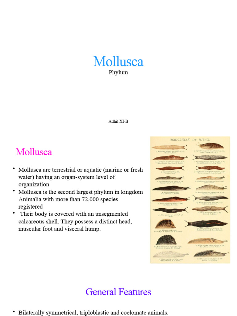 Mollusca: Phylum Overview & Examples | PDF | Home & Garden