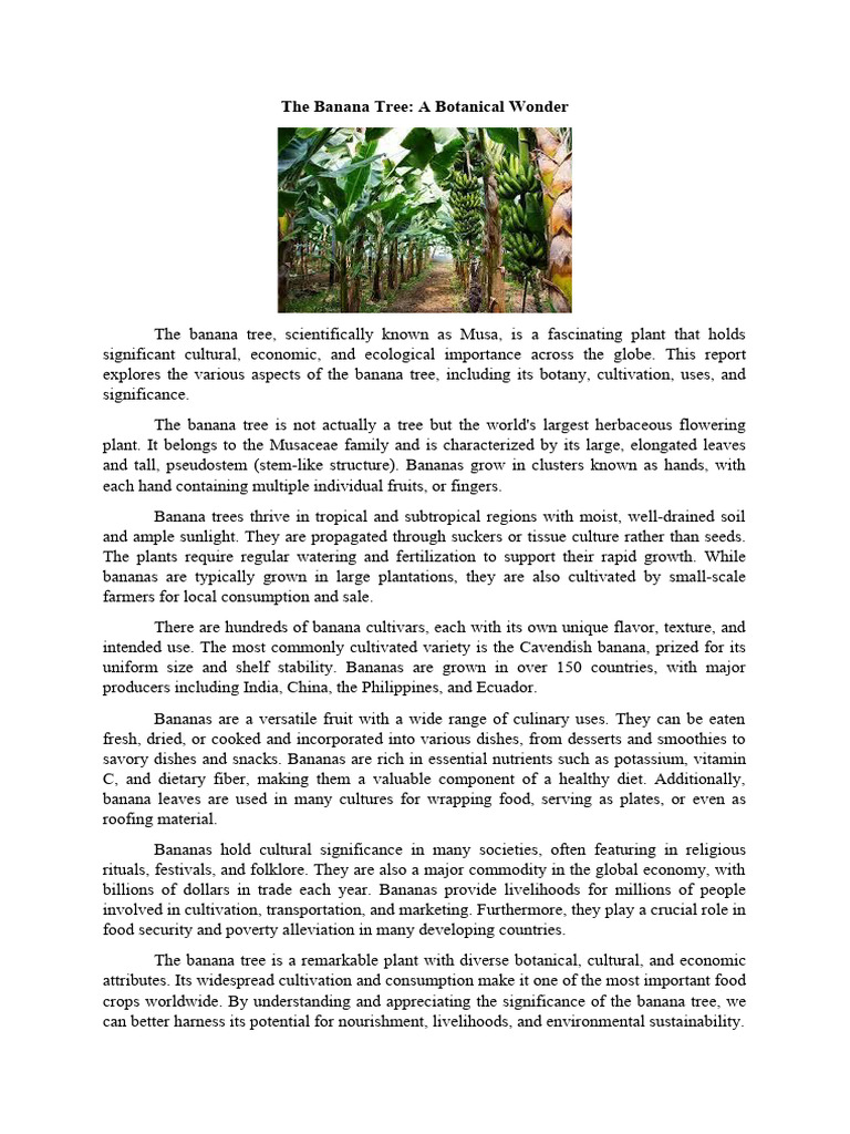 The Banana Tree | PDF | Banana | Trees