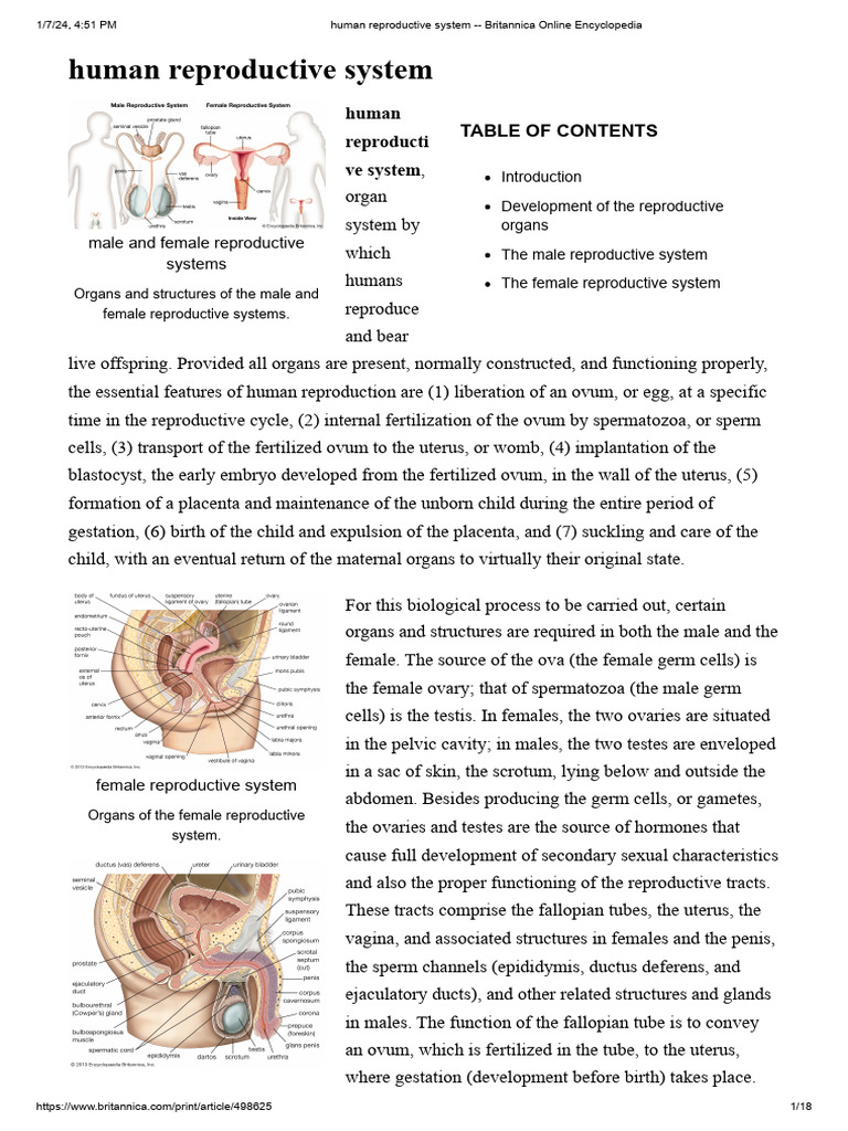human reproductive system -- Britannica Online Encyclopedia | PDF ...
