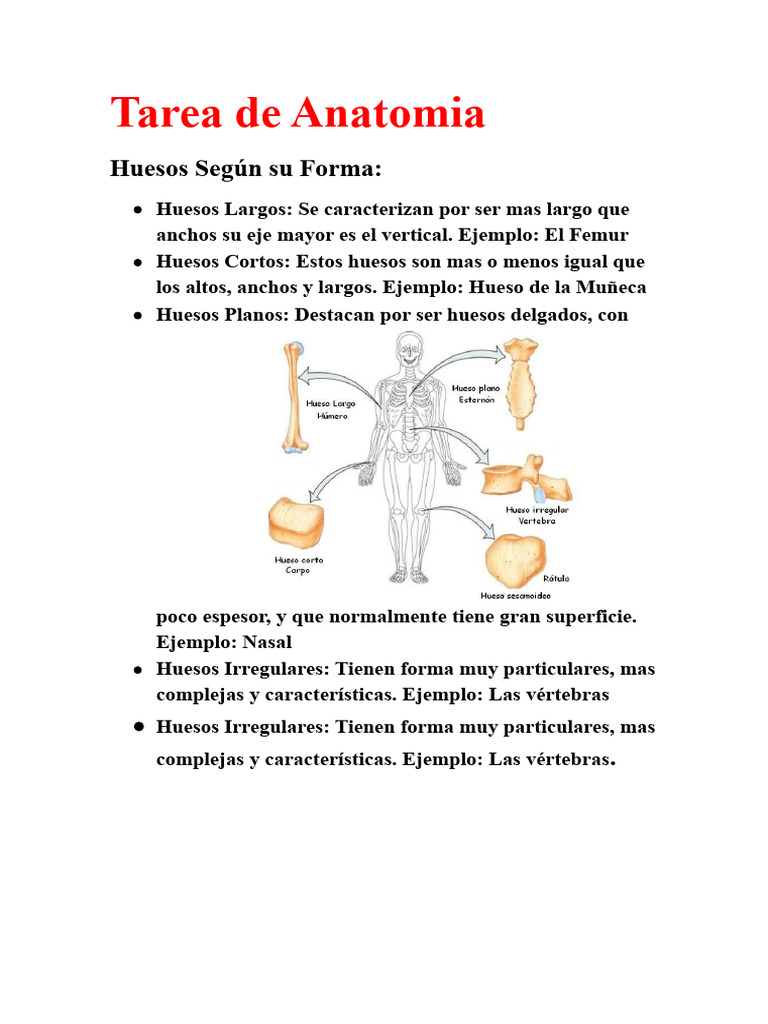 Anatomia Semana Ii | PDF