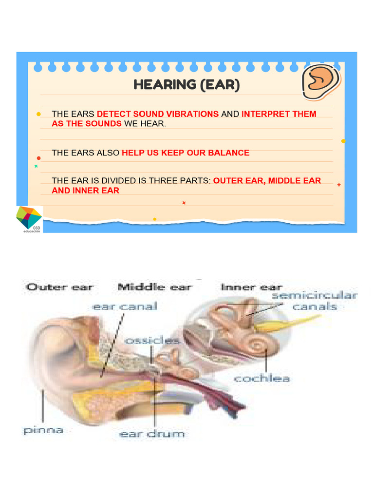 Hearing | PDF
