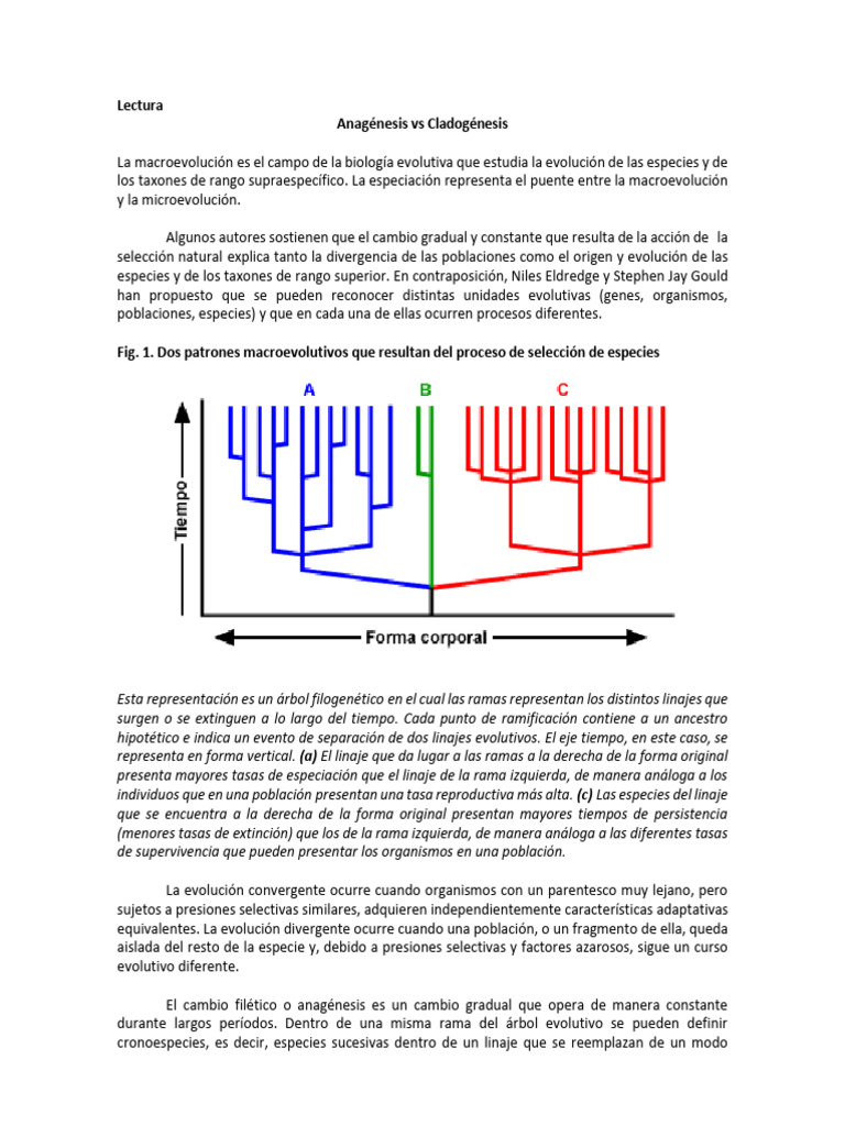 Anagénesis y Cladogénesis en Evolución | PDF | Conceptos biologicos ...