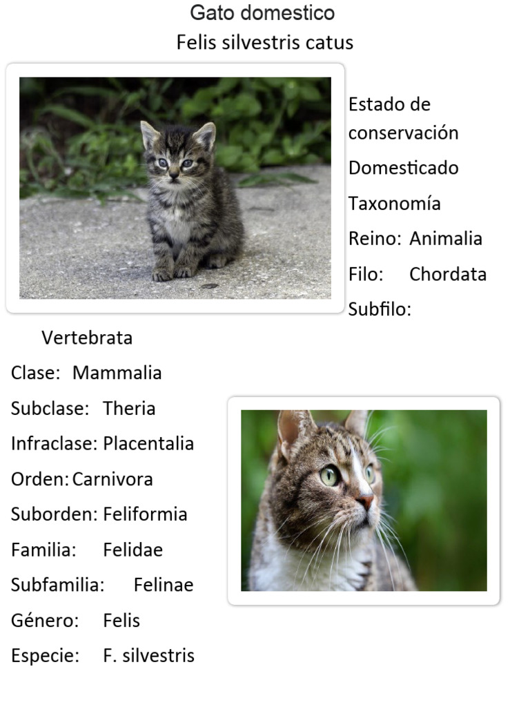 Taxonomía del Gato Doméstico | PDF