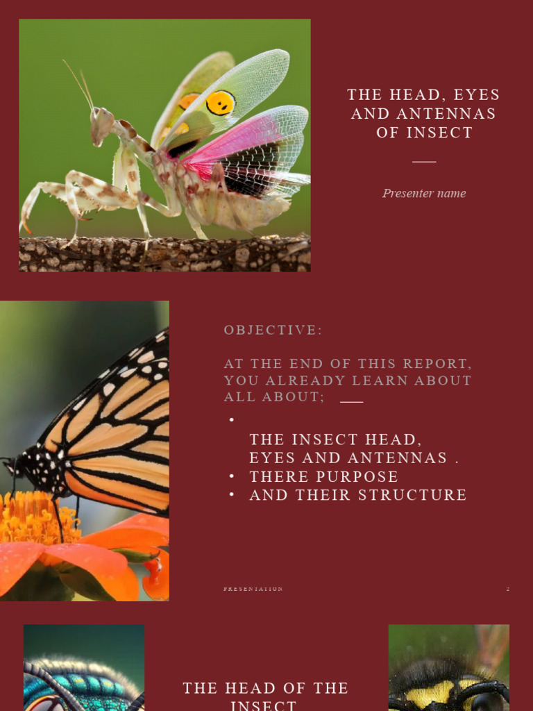 The Head, Eyes and Antennas of Insect | PDF | Arthropods | Arthropodology