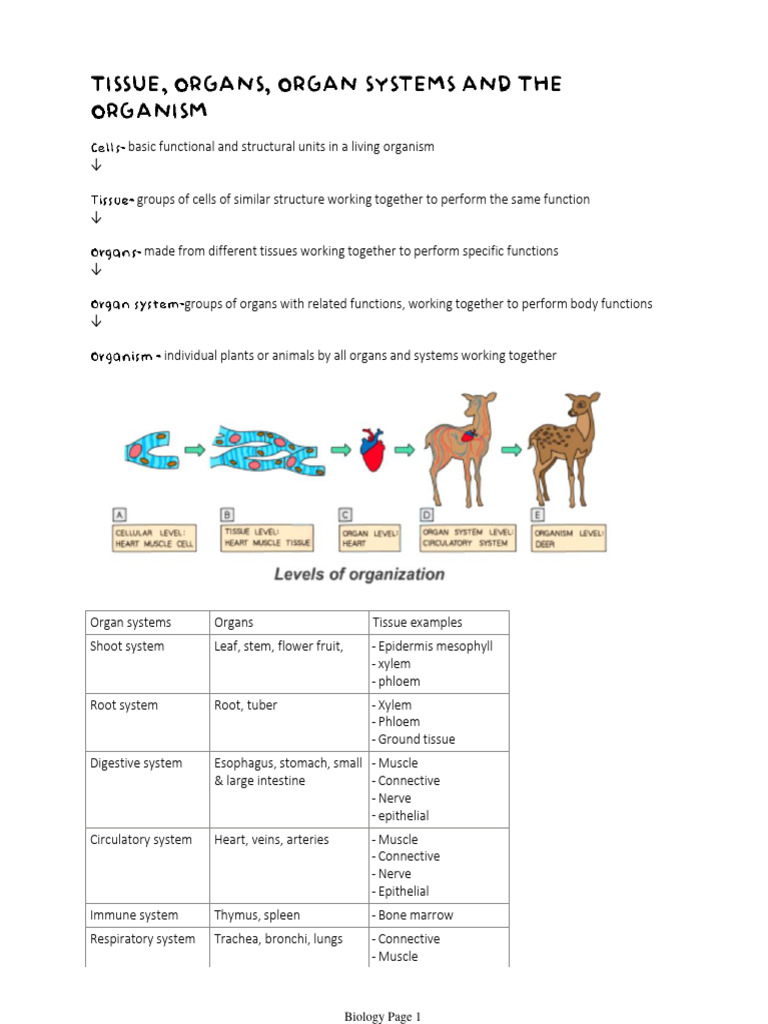 Tissue, Organs, Organ Systems and The Organism | PDF