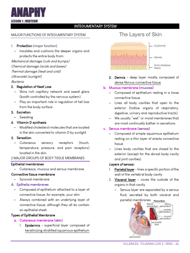 INTEGUMENTARY SYSTEM | PDF | Skin | Epithelium