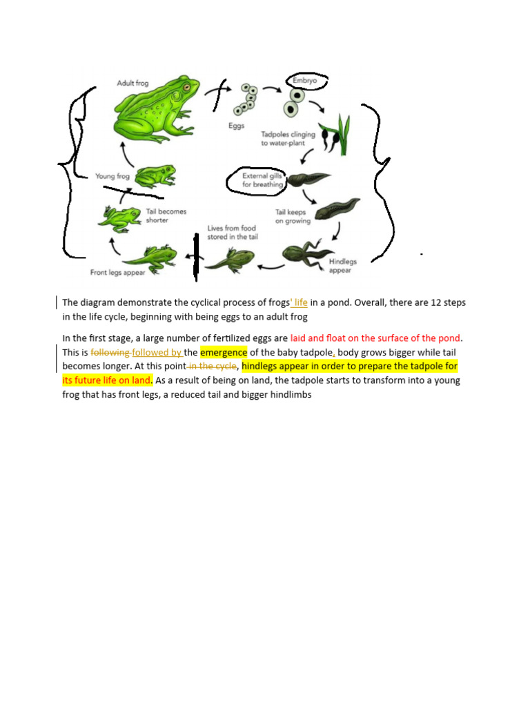 Frog Life Cycle | PDF