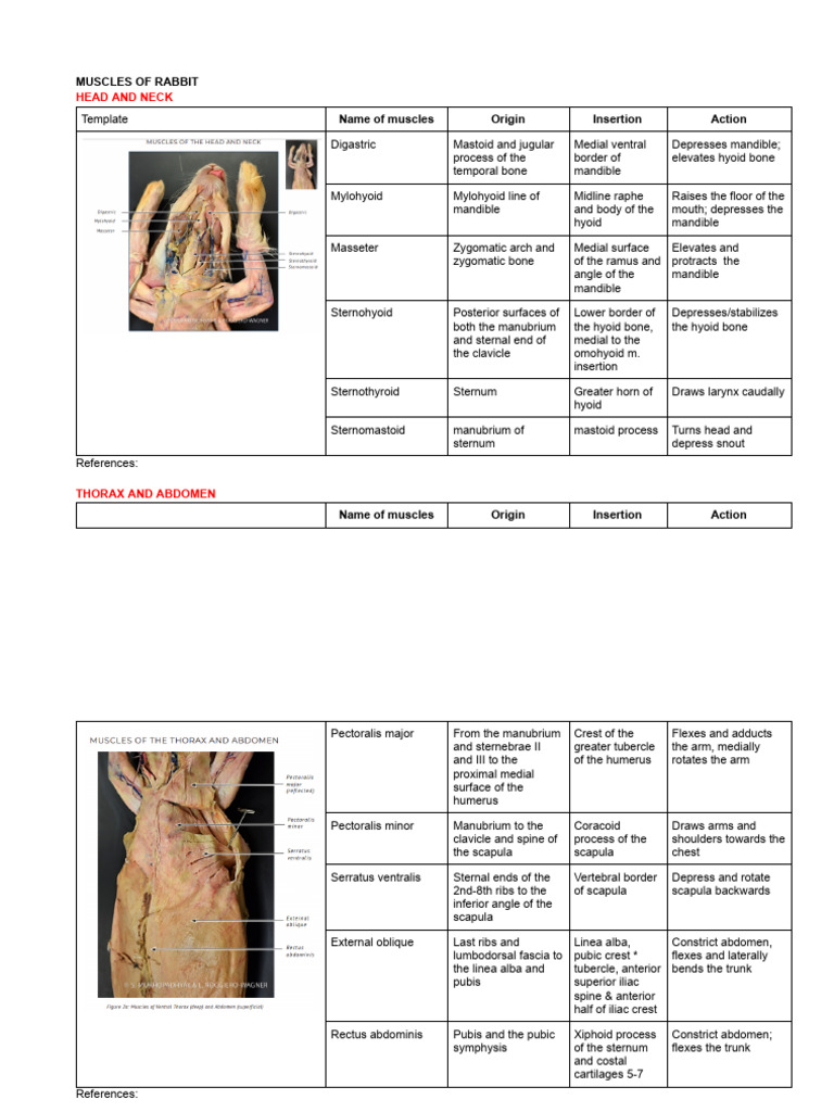 Muscles of Rabbit | Download Free PDF | Foot | Human Leg