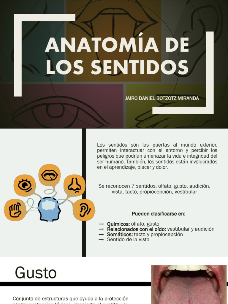 Anatomía de Los Sentidos | PDF | Gusto | Sentidos