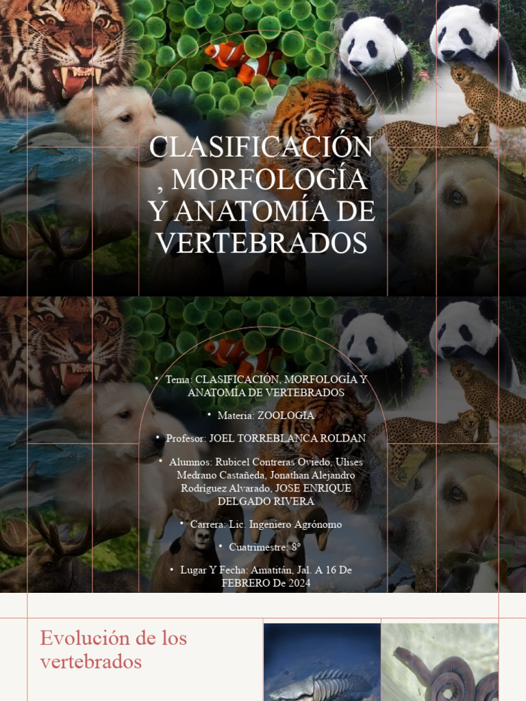 Clasificación, Morfología y Anatomía de Vertebrados | PDF | Mamíferos ...