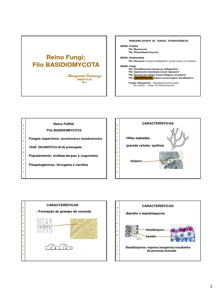 Reino Fungi_ Filo BASIDIOMYCOTA (1) | PDF | Fungo | Micologia
