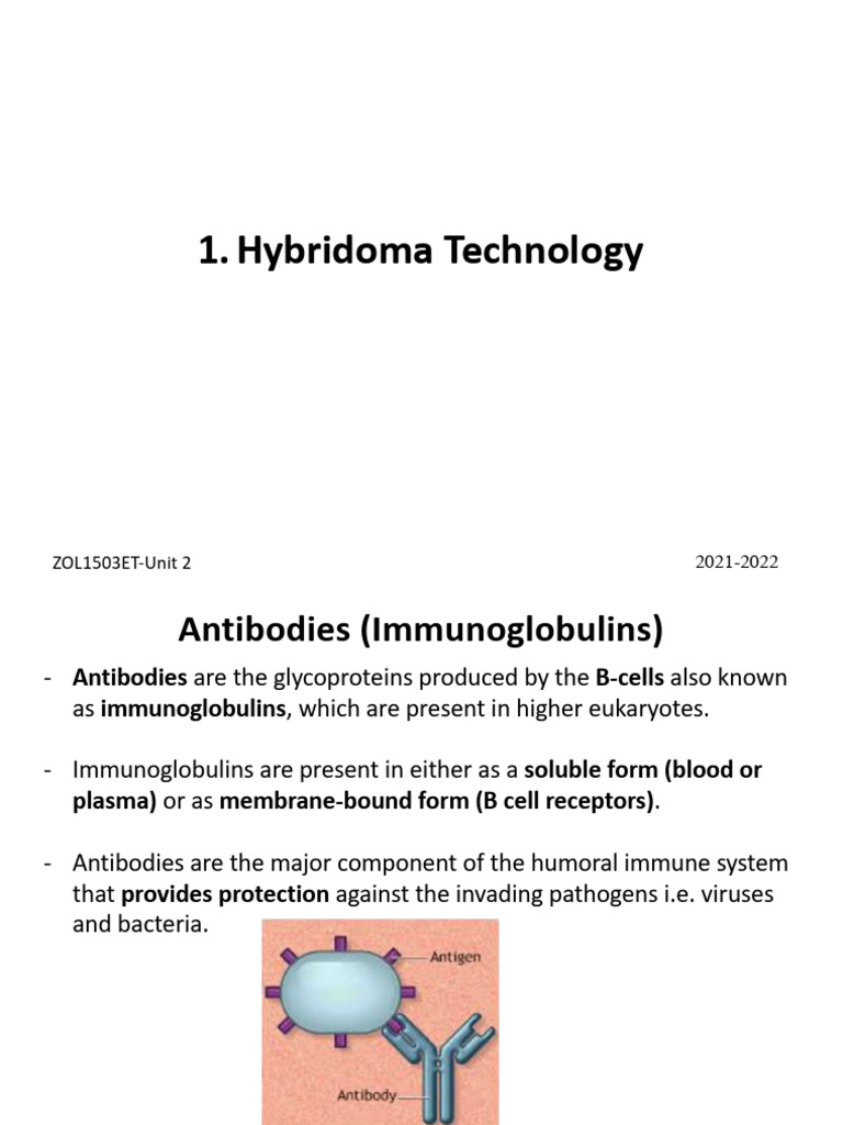 Hybridoma Technology for Monoclonal Antibodies | PDF | Antibody ...