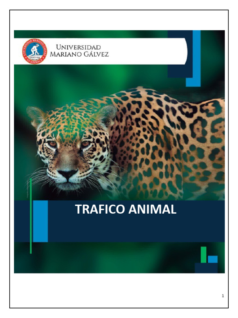 Trafico Animal | PDF | Taxidermia