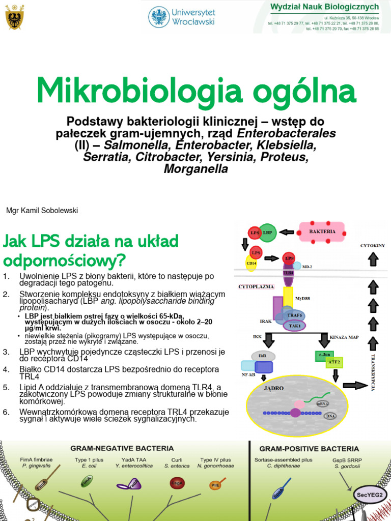 Mikrobiologia Ogólna - Enterobacterales (Salmonella, KESC, Proteus ...