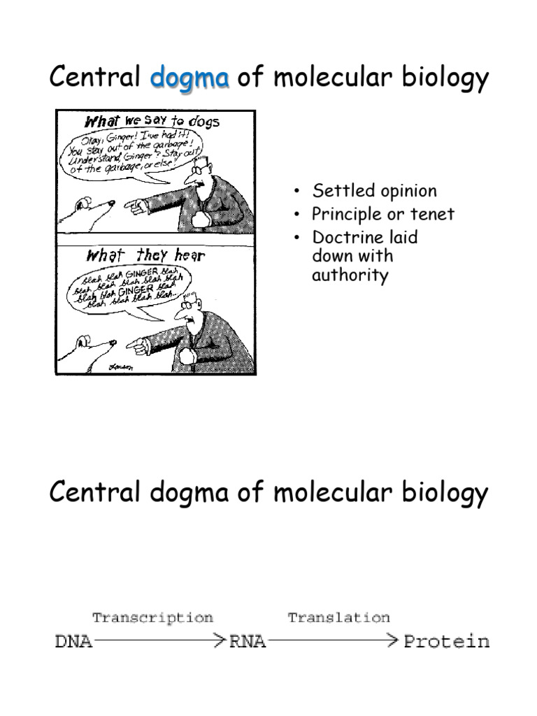 Sandra Central Dogma | PDF | Dna | Dna Replication
