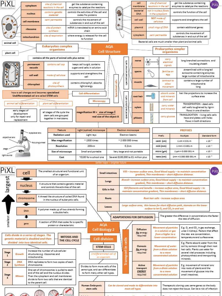 Biology Revision PIXL Mindmaps | PDF | Cell (Biology) | Heart