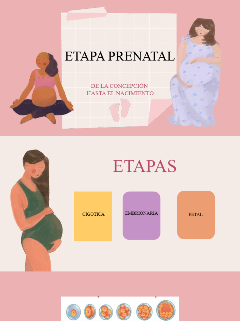 Desarrollo Prenatal: Etapas y Factores | PDF | Embrión | Feto
