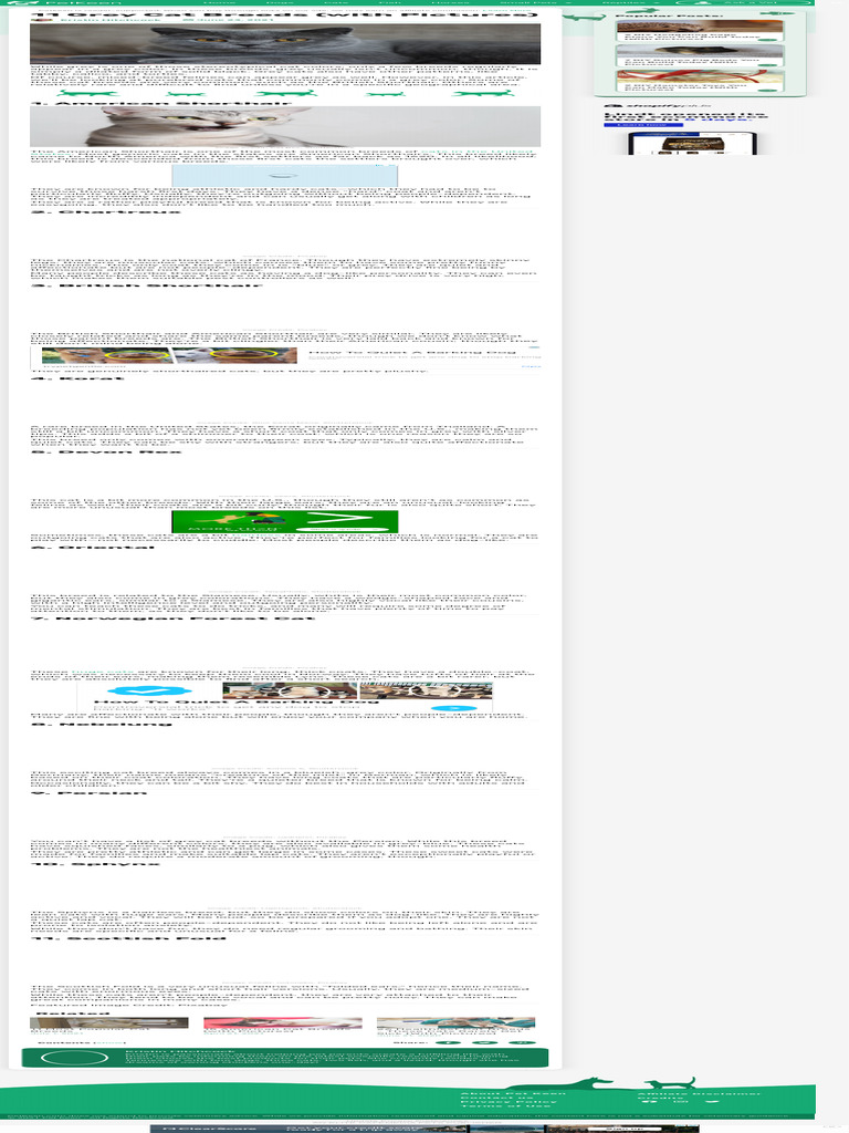 11 Grey Cat Breeds (With Pictures) Pet Keen | PDF | Home & Garden