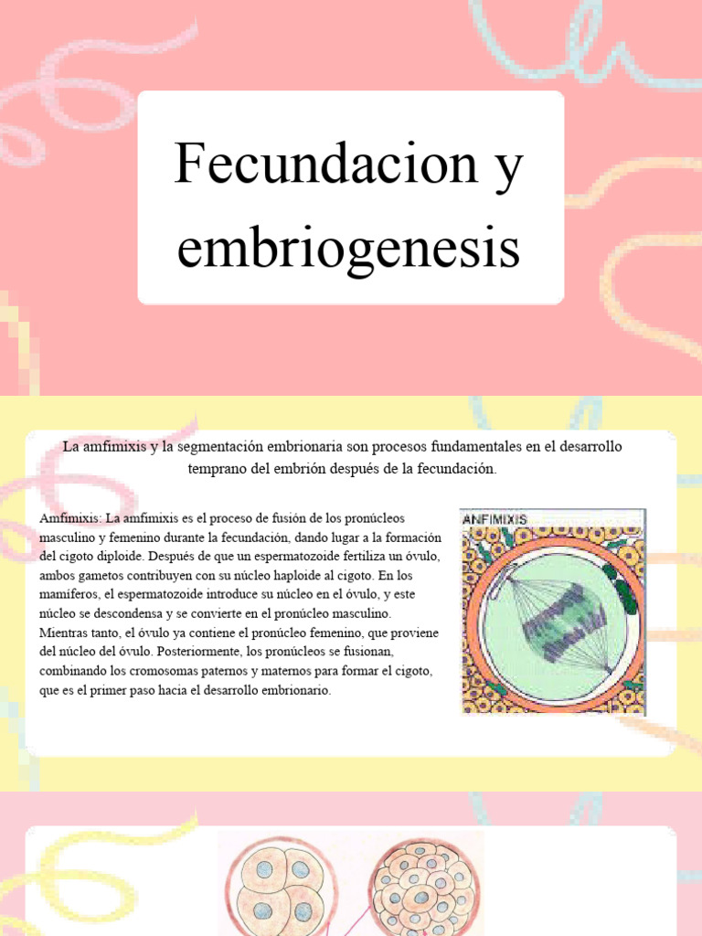 Fecundacion y Embriogenesis | PDF | Embrión | Placenta