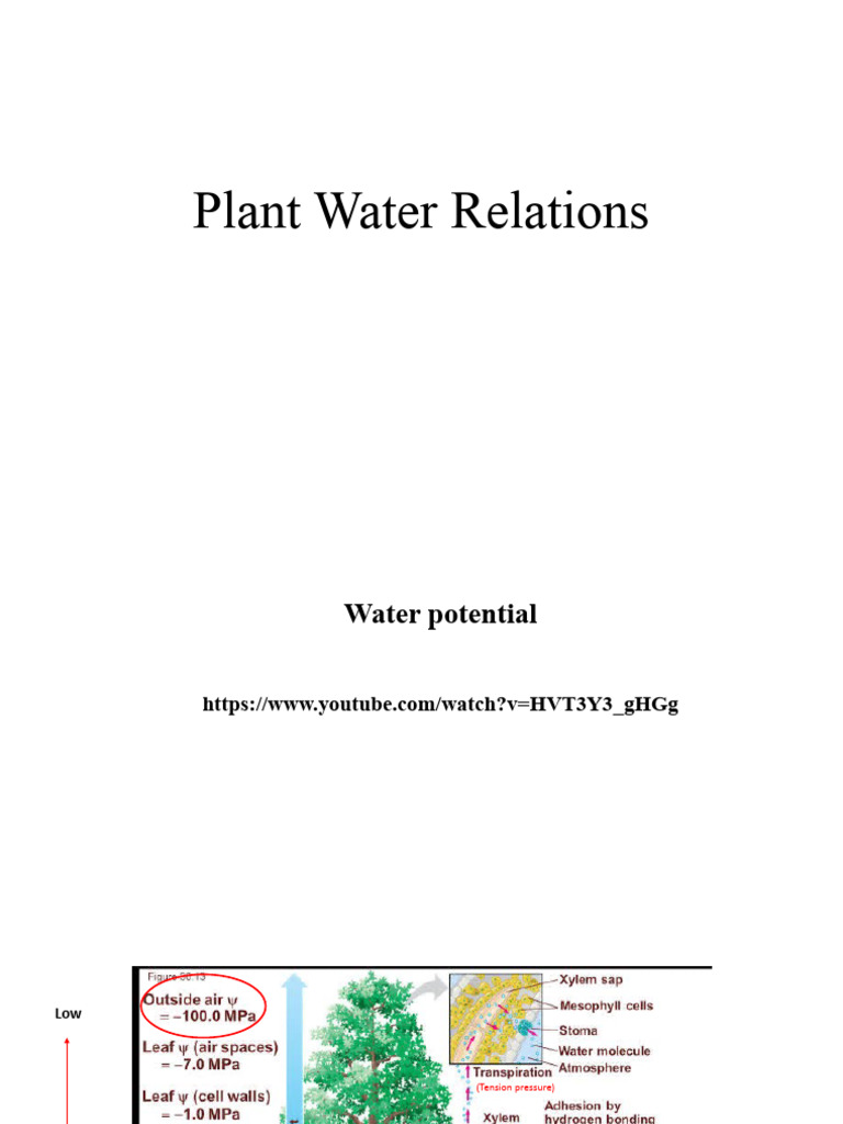 Stomatal Regulation in Plant Water Loss | PDF | Leaf | Stoma