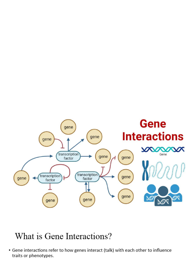 6. Gene Interaction | PDF | Dominance (Genetics) | Allele