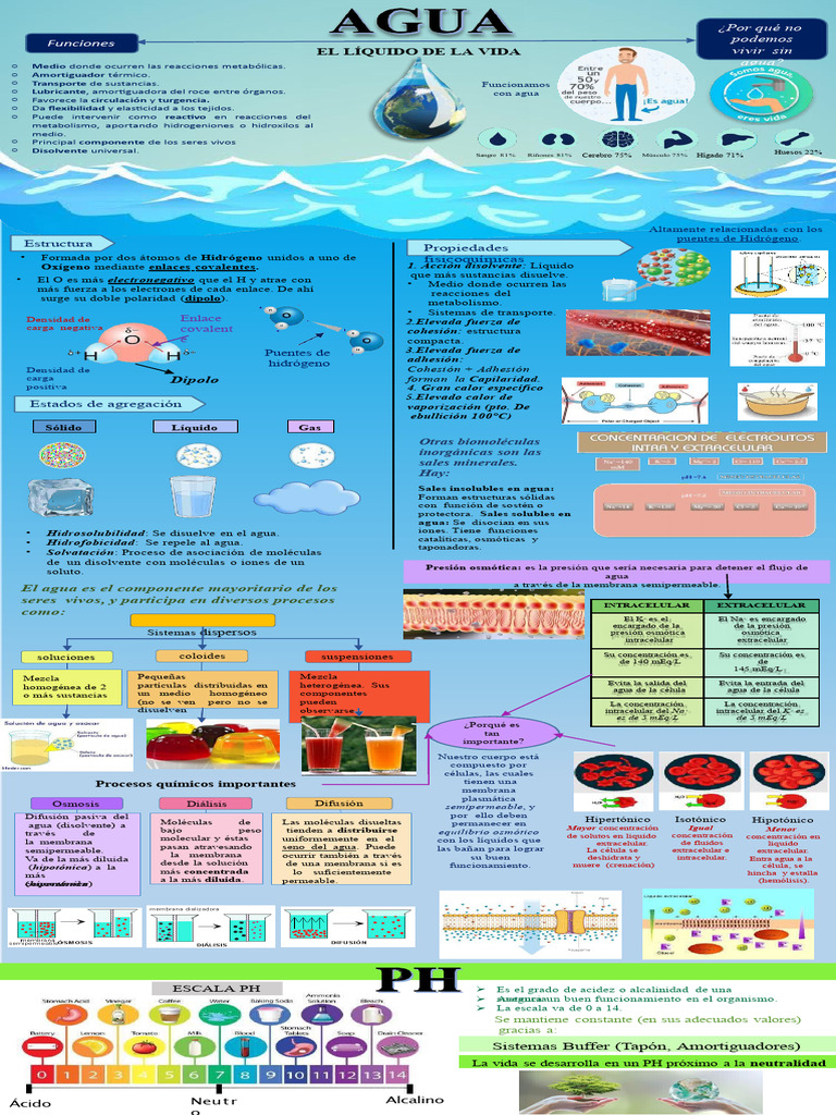 Infografia Del Agua 3 | PDF | Ósmosis | Agua