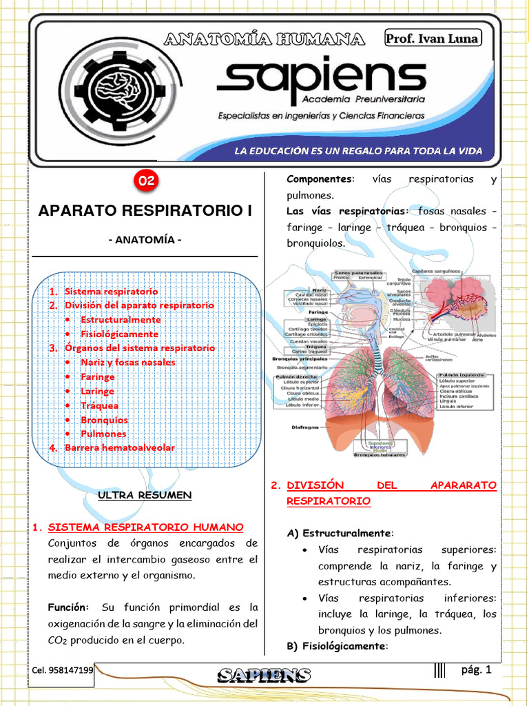 Cap.02 Aparato Respiratorio I - Anatomía | Descargar gratis PDF | Sistema respiratorio | Pulmón