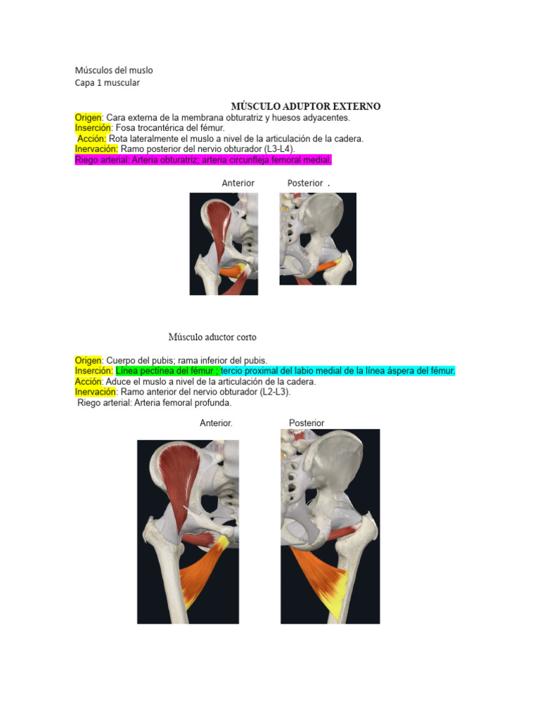 Anatomía Muscular del Muslo | PDF | Rodilla | Anatomía del miembro inferior
