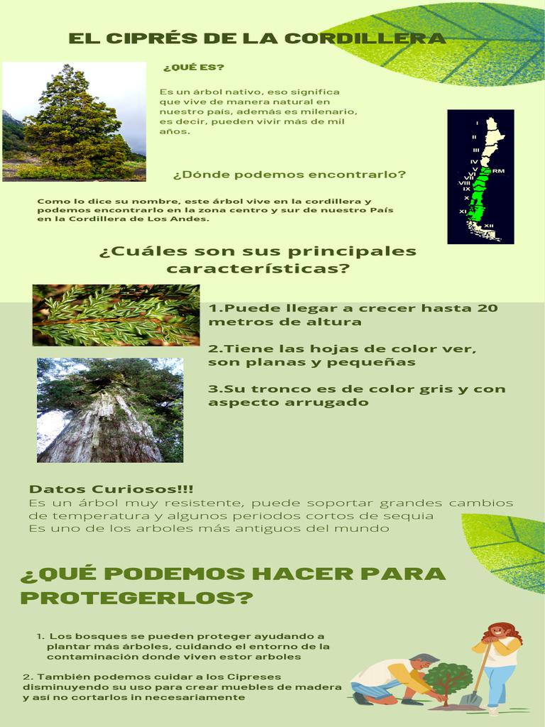 Infografía Sobre El Cuidado de Los Ecosistemas | PDF | Hogar y jardín