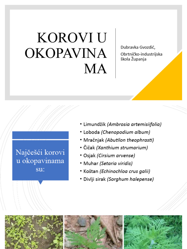 Korovi Okopavina | PDF