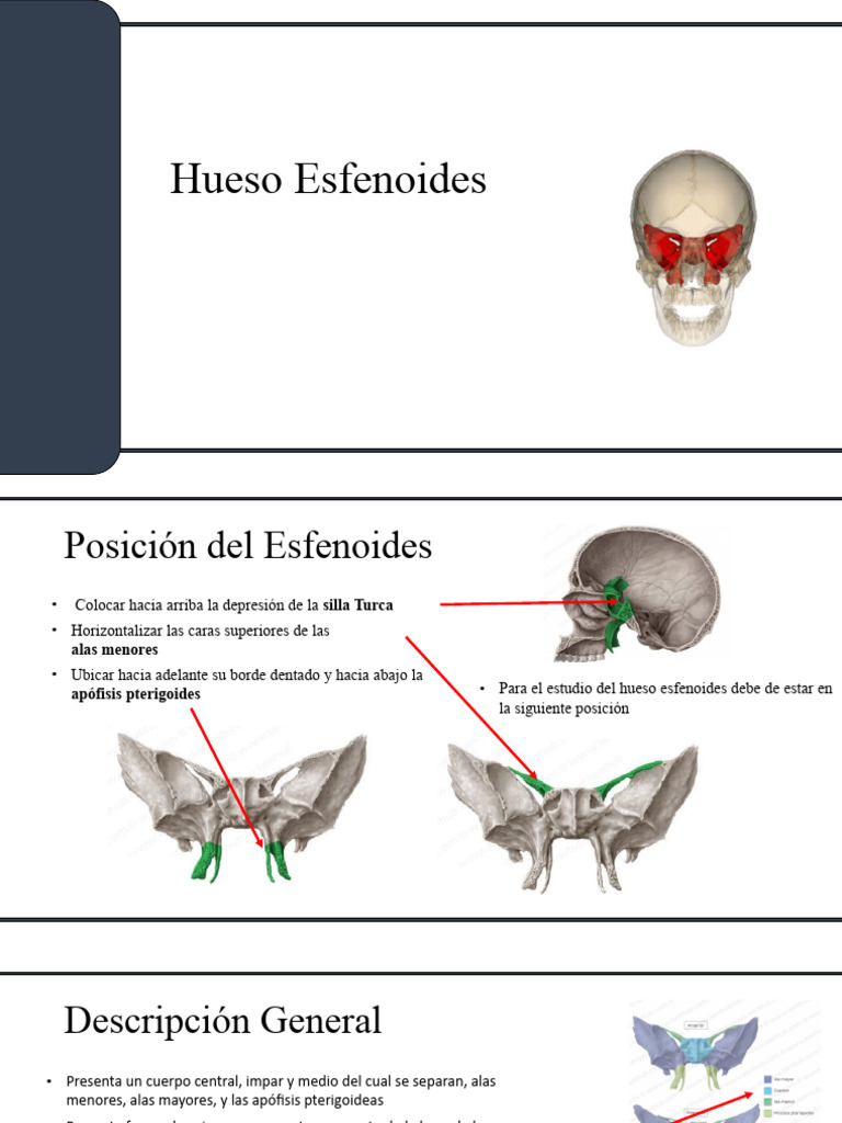 Anatomía del Hueso Esfenoides | PDF | Cabeza y cuello humanos ...
