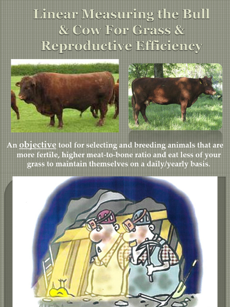 Optimizing Livestock Breeding Efficiency | PDF | Cattle | Milk