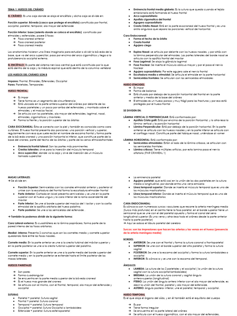 Tema 1 Huesos Del Cráneo Pdf Cráneo Sistema Esquelético