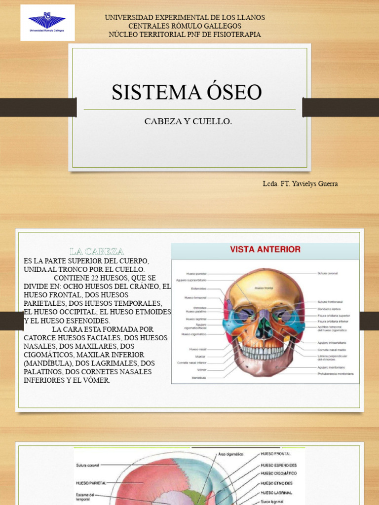 Cabeza Y Cuello Pdf Cráneo Cabeza Y Cuello Humanos
