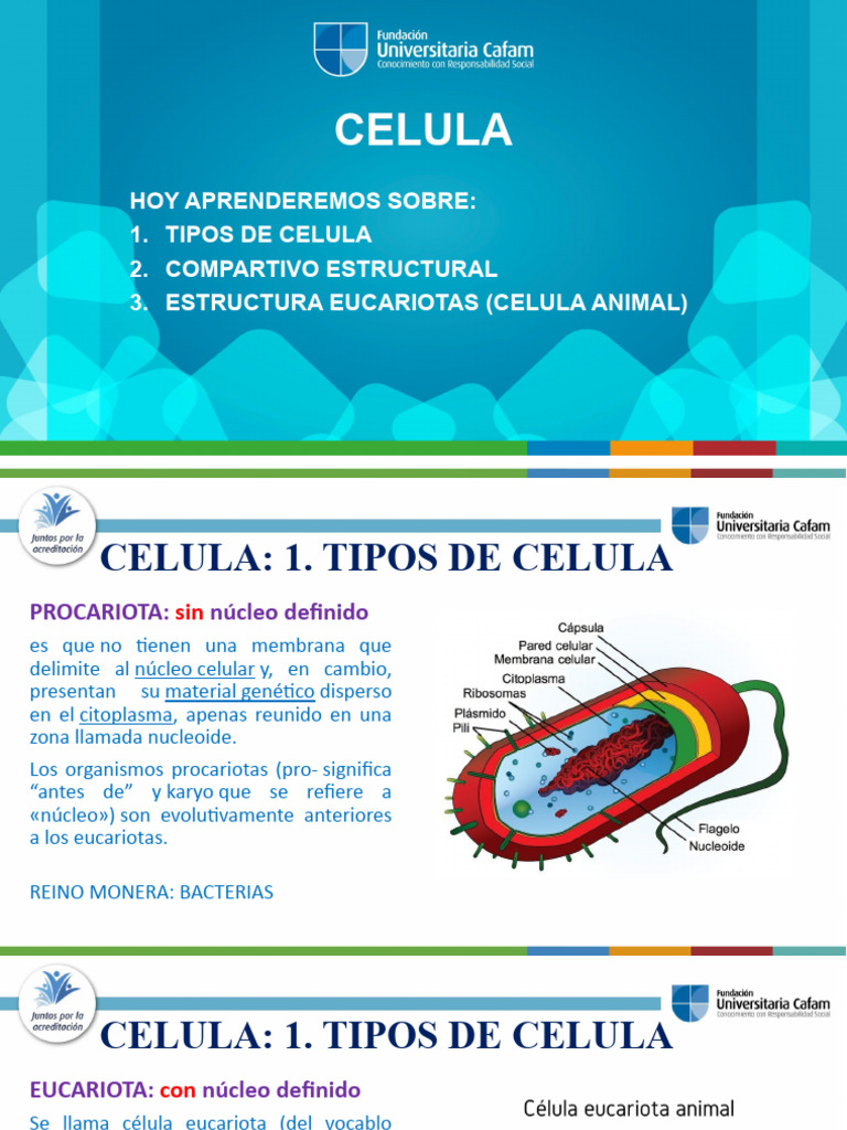 1. CLASE TIPOS DE CELULA | PDF | Biología Celular) | Eucariotas