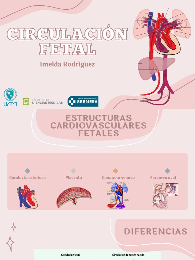 Circulación Fetal | PDF