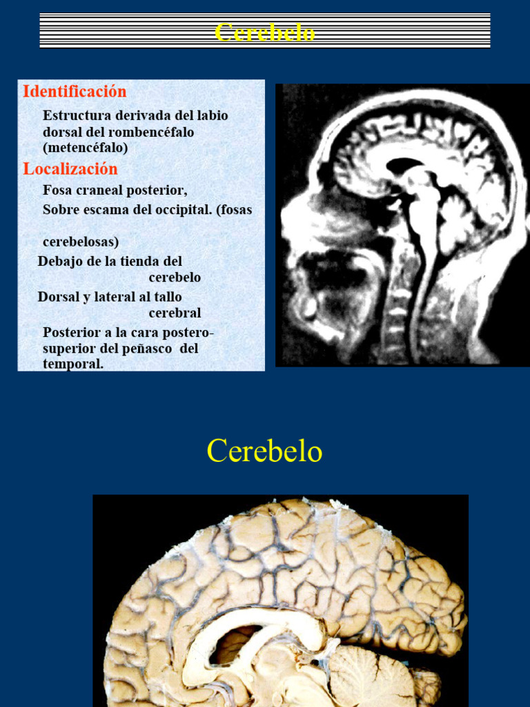 Cerebelo | PDF | Cerebelo | Anatomía humana