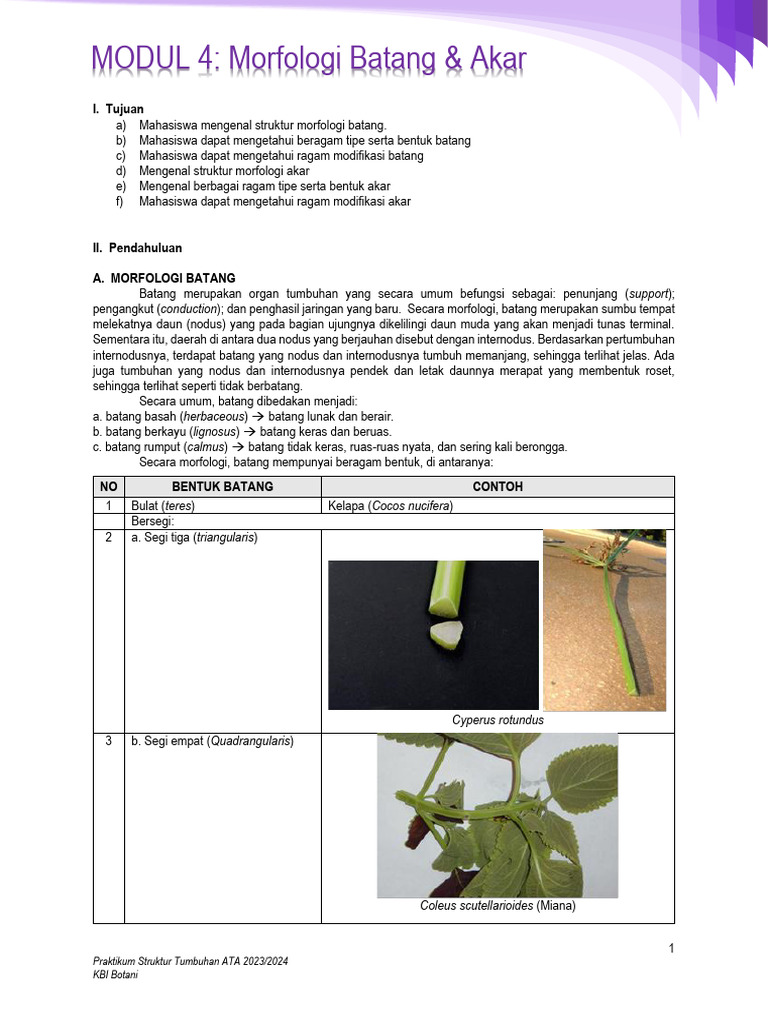 99CA3743 - MODUL 4 - Morfologi Batang Dan Akar 2024 | PDF