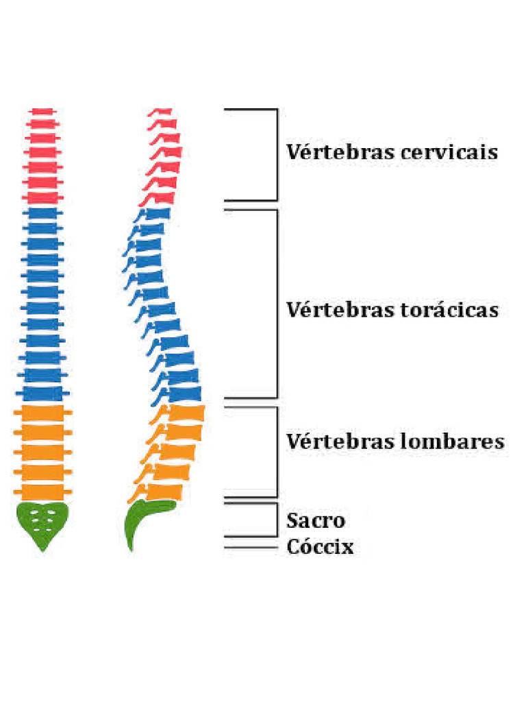Coluna Vertebral 1 OK | PDF